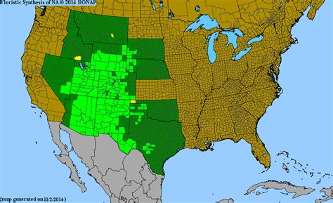 Cercocarpus Montanus Wikipedia