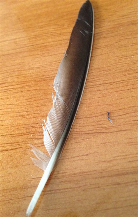 Feather Identification Help The Zt2 Round Table