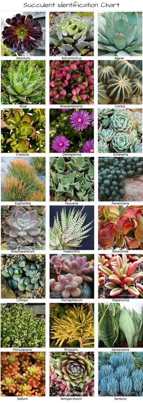 How To Identify A Cactus