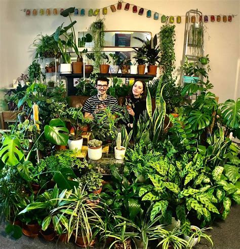 If Propagating Plants In Water Intimidates You Start With The Pothos