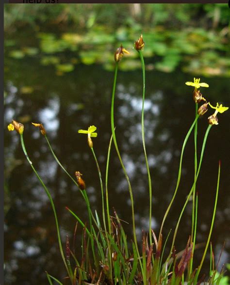 Xyris Difformis — Bog Yellow Eyed Grass Etsy