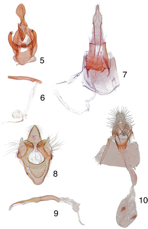 Male Female Genitalia 5 Arta Brevivalvalis Paratype Male Usa