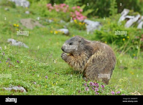 Alpine Marmot Marmota Marmota Feeding On A Mountain Pasture