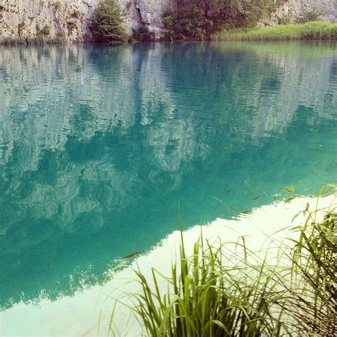 Premium Photo Fish Swimming In River