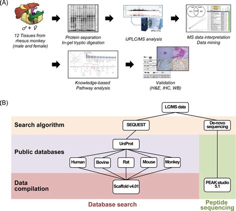 Summary Of Proteomic Analysis A Schematic Procedure Of Large Scale