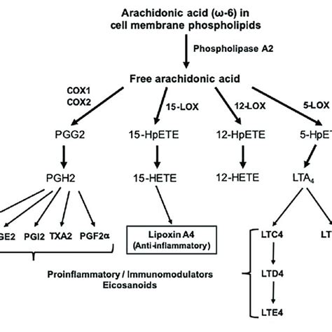 Outline Of The Pathway Of Eicosanoid Synthesis From Arachidonic Acid Download Scientific