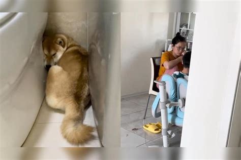 女子教孩子写作业，丈夫被吓得迅速逃离，狗狗躲在厕所里瑟瑟发抖有颜有趣作业狗狗厕所