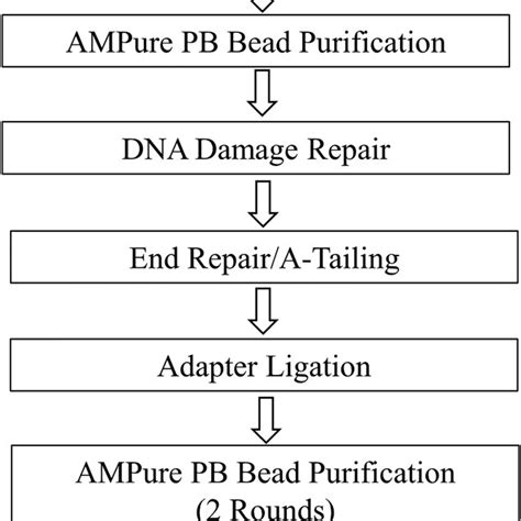 Amplicons And Sequencing Analysis Protocol Download Scientific Diagram