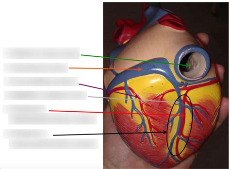 Posterior View Of The Heart Model Diagram Quizlet