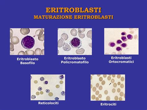 Ppt Eritrociti Powerpoint Presentation Free Download Id 4598242