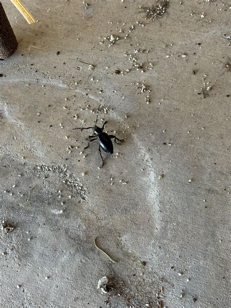 What Is This Bug [tucson Az] R Whatisthisbug