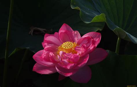 Обои LOTUS Цветы Лотосы, обои для рабочего стола, фотографии lotus ...