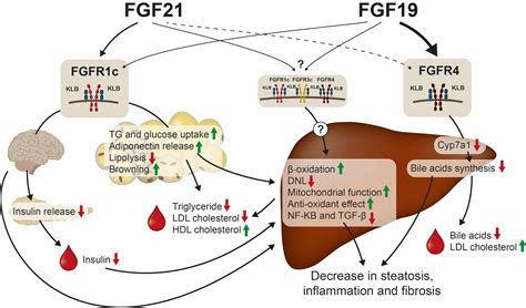 Frontiers Fgf19 And Fgf21 For The Treatment Of Nash—two Sides Of The