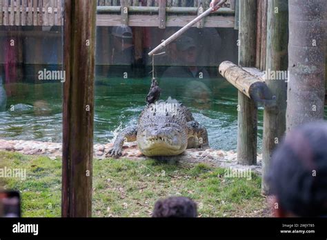 Feeding Maximo The Largest Crocodile During A Show At The St