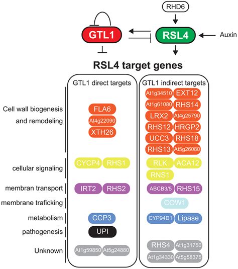 A Schematic Diagram Of The Proposed Transcriptional Network Regulating