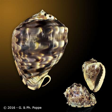 Cassidae Cassis Flammea Schelpen