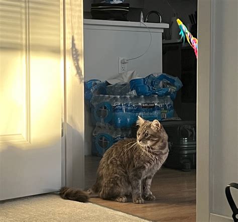 Milo Kitty Connection