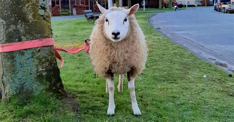 Oproep Wie Is De Eigenaar Van Dit Schaap Evergem Hlnbe