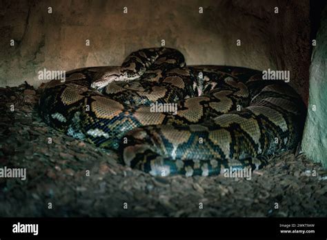 Reticulated Python Snake Malayopython Reticulatus Stock Photo Alamy