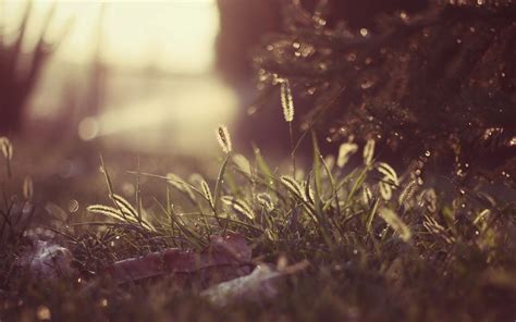 Wallpaper Sunlight Forest Depth Of Field Night Nature Grass