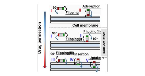 Noncovalent Interaction Thresholds Control Translocation And Cytotoxicity A Combined