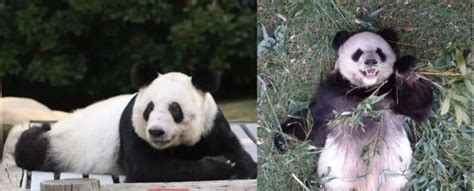 网友呼吁尽早接回旅美大熊猫“丫丫”，知情人：已有专家赴美照看 知乎