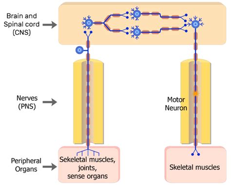 Somatic Nervous System Definition And Function Getbodysmart