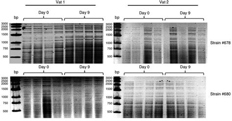 Mitochondrial Dna Rflp Analysis Of Saccharomyces Cerevisiae Strains No