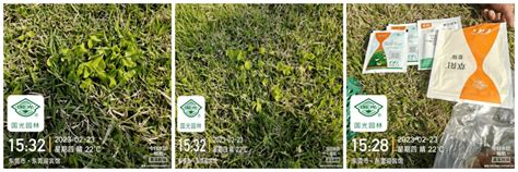 春季草坪高质量养护之“除草、返青、复壮”方案的应用探索试验用药园林