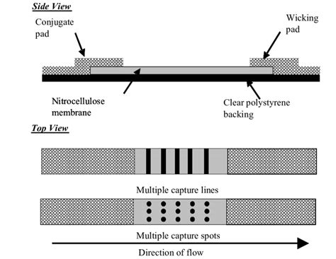 Schematic Representation Of Lateral Flow Test Strip The Diagram Above