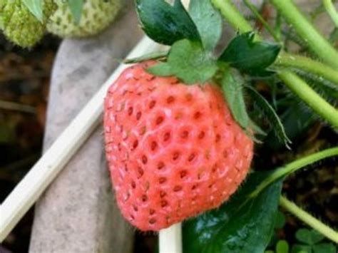 イチゴの種類｜甘くて人気の品種はどれ？家庭菜園におすすめなのは？｜🍀greensnap（グリーンスナップ）