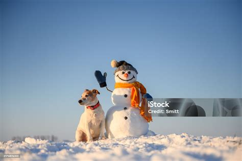 잭 러셀 테리어와 함께 노란색 스카프를 두른 웃는 눈사람 개에 대한 스톡 사진 및 기타 이미지 개 눈사람 스카프 Istock