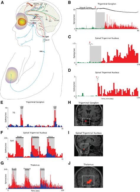 Periorbital Region Semantic Scholar