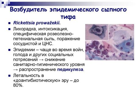 Риккетсии картинки (46 фото)