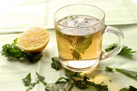 흰색 나무 테이블에 신선한 녹색 쐐기 풀 쐐기 풀 허브 티의 투명 유리 컵의 잎 약용 식물입니다 건강 한 영양의 개념 0명에 대한 스톡 사진 및 기타 이미지 Istock