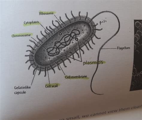 N5 Cell Structure [bacterial Cells] Flashcards Quizlet