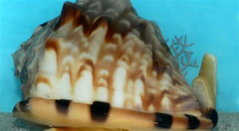 Mollusca Identification Flashcards Quizlet