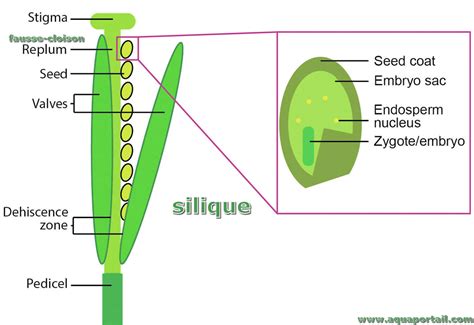 Silique Définition Et Explications