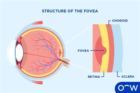 Fovea Anatomy Function And Fovea Related Conditions