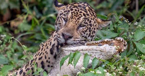 Foto Impressiona Ao Flagrar Onça Pintada Capturando Jacaré No Pantanal