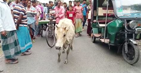 কুমিরের মুখ থেকে বেঁচে ফিরল গরু