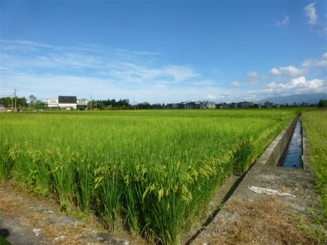 宜蘭祕境之行 三百年的茄苳樹大樹公 石頭里人家 udn部落格