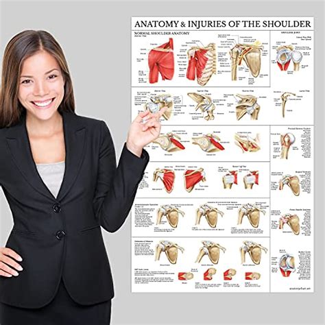 Anatomy Of The Shoulder Poster Palace Learning