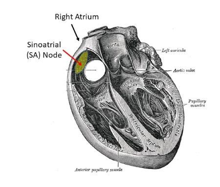 Where Is The Sinoatrial Node Located In The Heart Homework Study