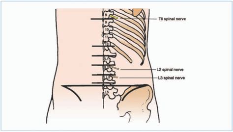 Truncal Blocks Anesthesia Key