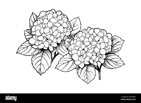 Hand Drawn Ink Sketch Hydrangea Flowers Vector Illustration In