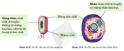 Lý thuyết Khoa học tự nhiên 6 Bài 12 Cánh diều Tế bào Đơn vị cơ sở