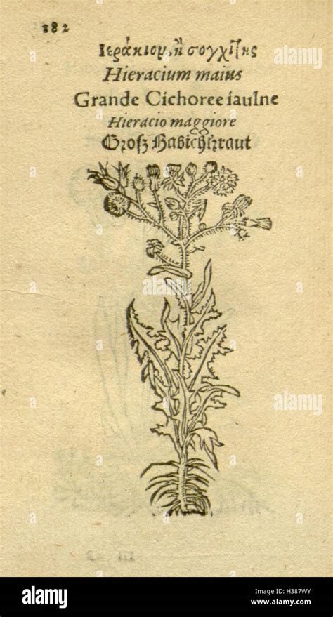 A Botanical Work That Features Illustrations Of Various Plant Species Detailing Their