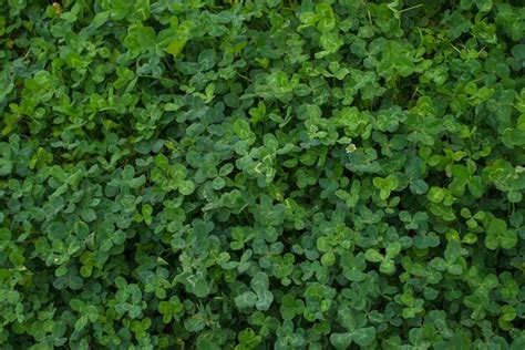 Premium Photo Beautiful Bright Juicy Grass Clover