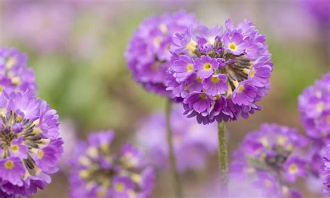 Bronchitis Ursachen Symptome Und Behandlung Was Sie Wissen Sollten Der Markt Wirtschaft